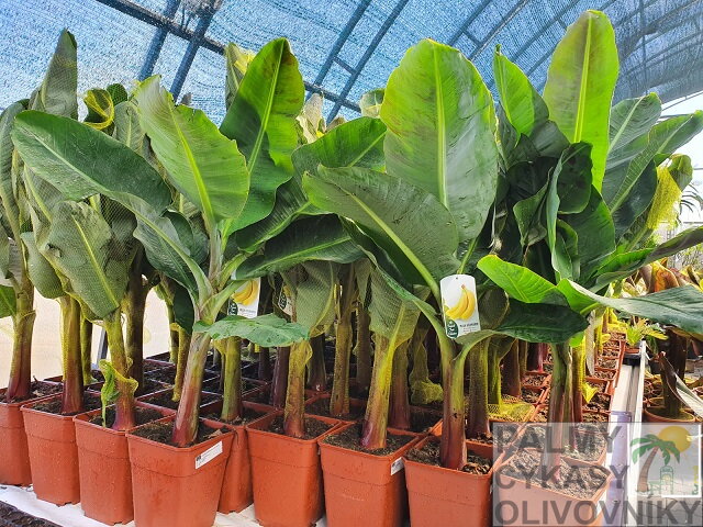 Fotogaléria palmy, cykasy, citrusy a skleníky.