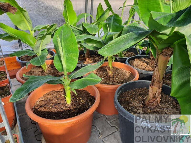 Fotogaléria palmy, cykasy, citrusy a skleníky.