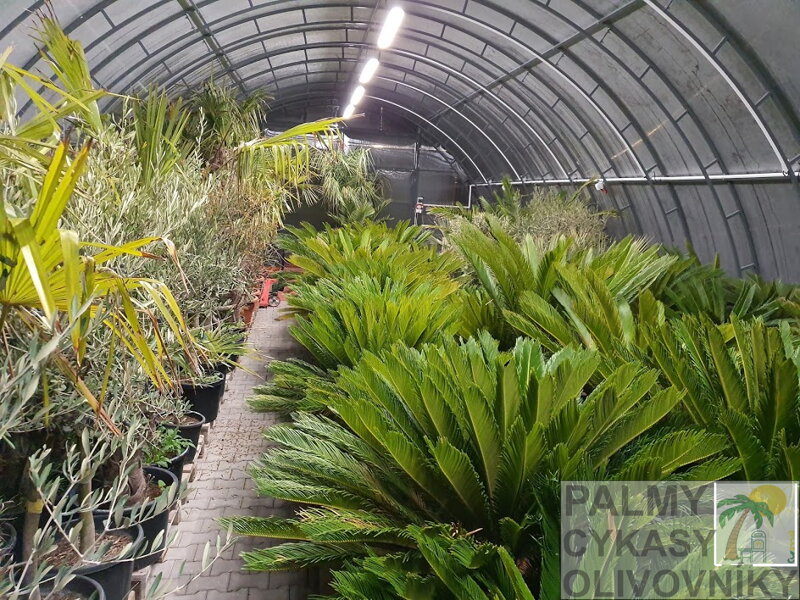 Fotogaléria palmy, cykasy, citrusy a skleníky.