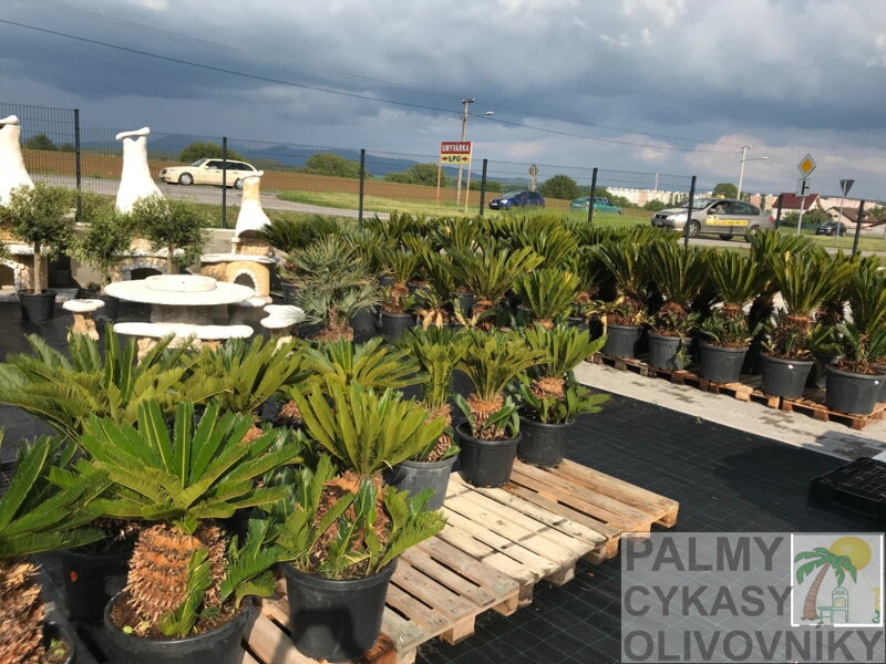 Fotogaléria palmy, cykasy, citrusy a skleníky.