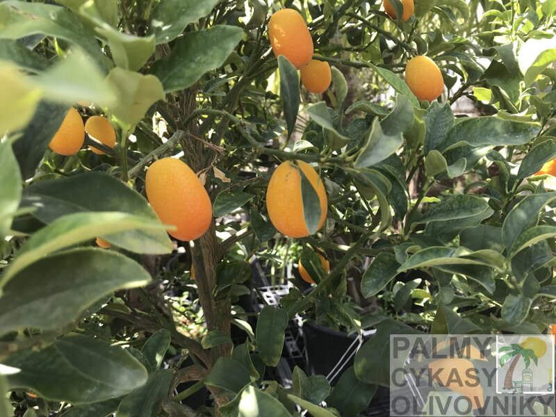 Fotogaléria palmy, cykasy, citrusy a skleníky.