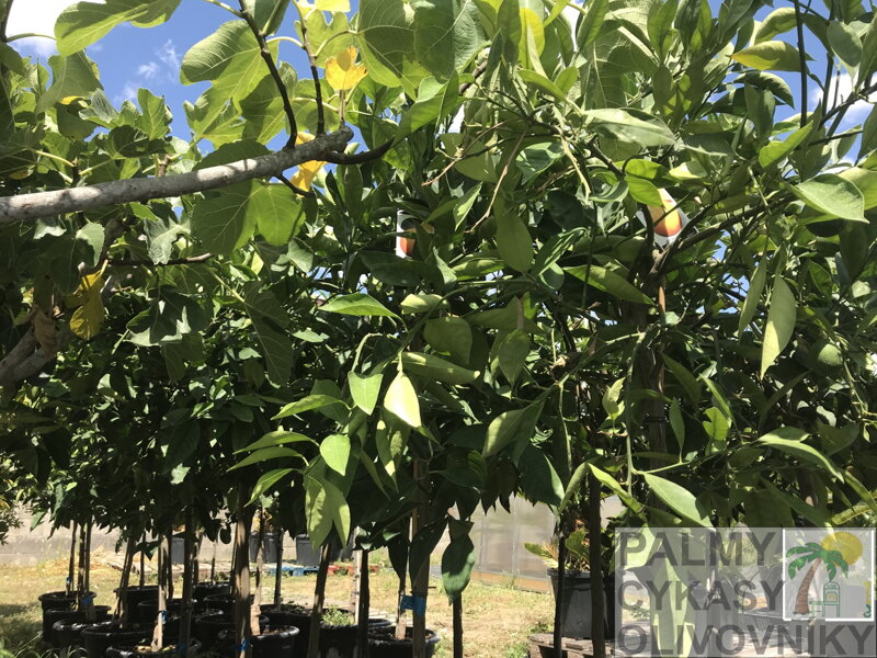 Fotogaléria palmy, cykasy, citrusy a skleníky.