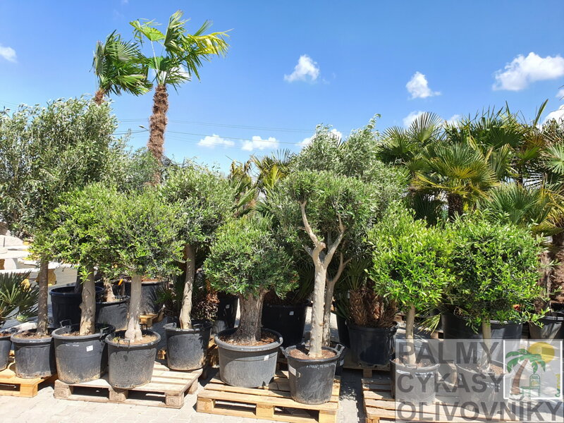 Fotogaléria palmy, cykasy, citrusy a skleníky.