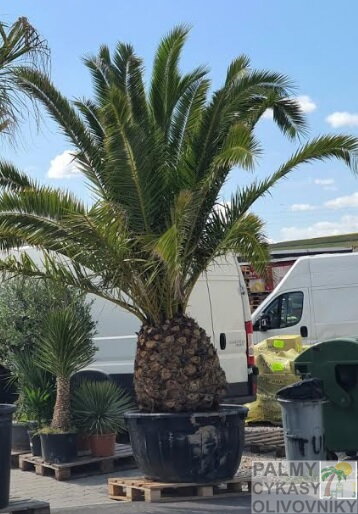 Fotogaléria palmy, cykasy, citrusy a skleníky.