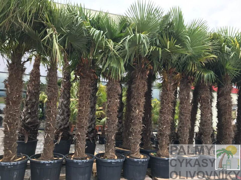 Fotogaléria palmy, cykasy, citrusy a skleníky.