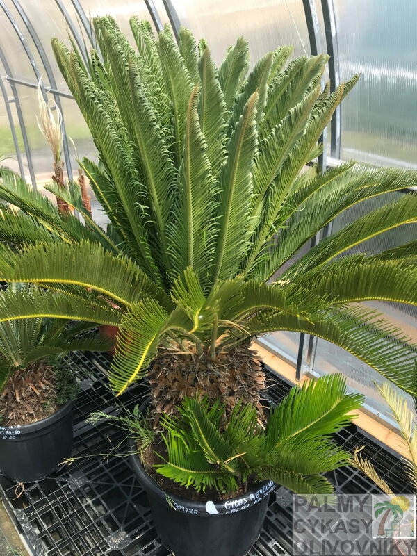 Fotogaléria palmy, cykasy, citrusy a skleníky.